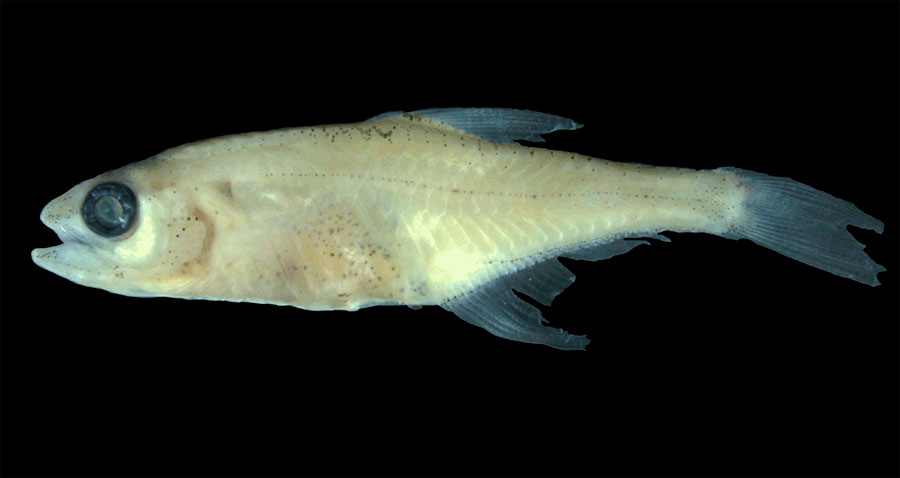Nueva especie de pez miniatura es descubierta en el Río Putumayo ...
